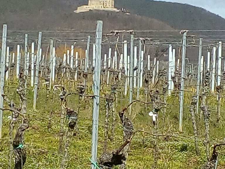 Von Bhf. Kirrweiler-Zeter Berghaus nach Hambacher Schloss-Bhf. Neustadt ...