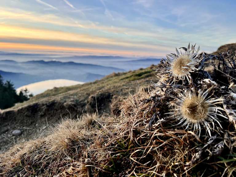 Wildspitz - Fahrt in den Sonnenuntergang! 🧡☀️ | Mountainbike-Tour | Komoot