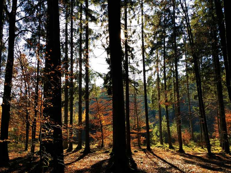 Kleine Sonntagswanderung zur Maria im Wald | Wanderung | Komoot