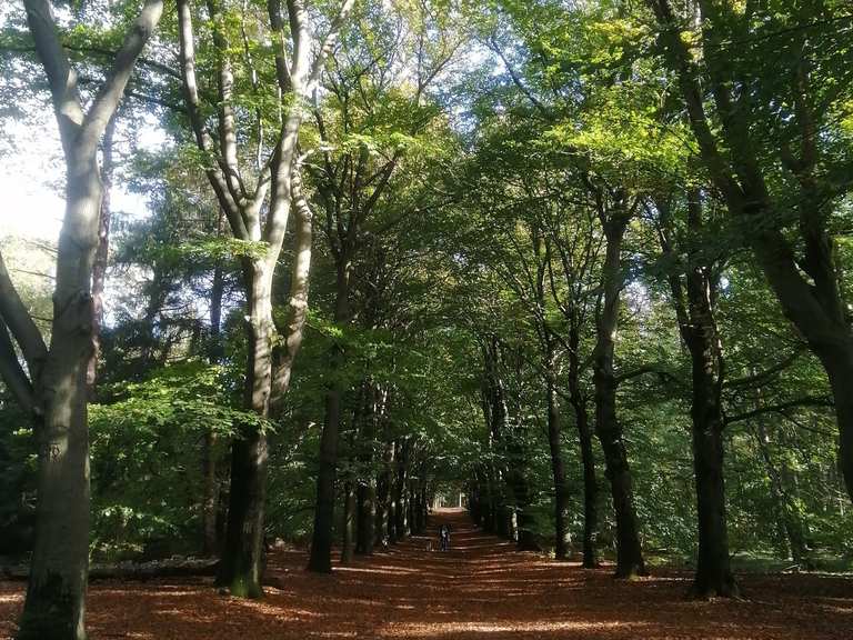 Kaapse bossen rode paddenstoelen🍄 | hike | Komoot